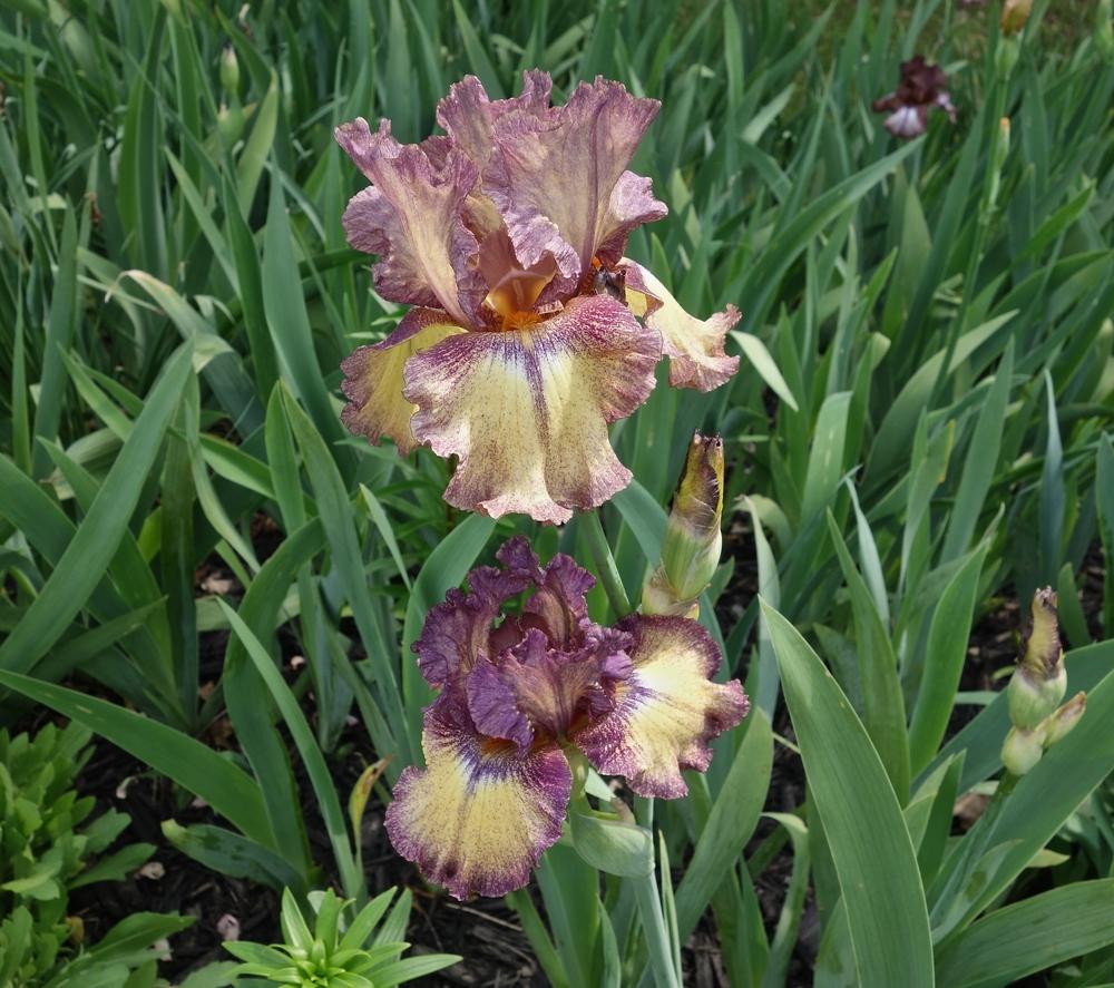 Photo of the entire plant of Tall Bearded Iris (Iris 'Raspberry Fudge ...