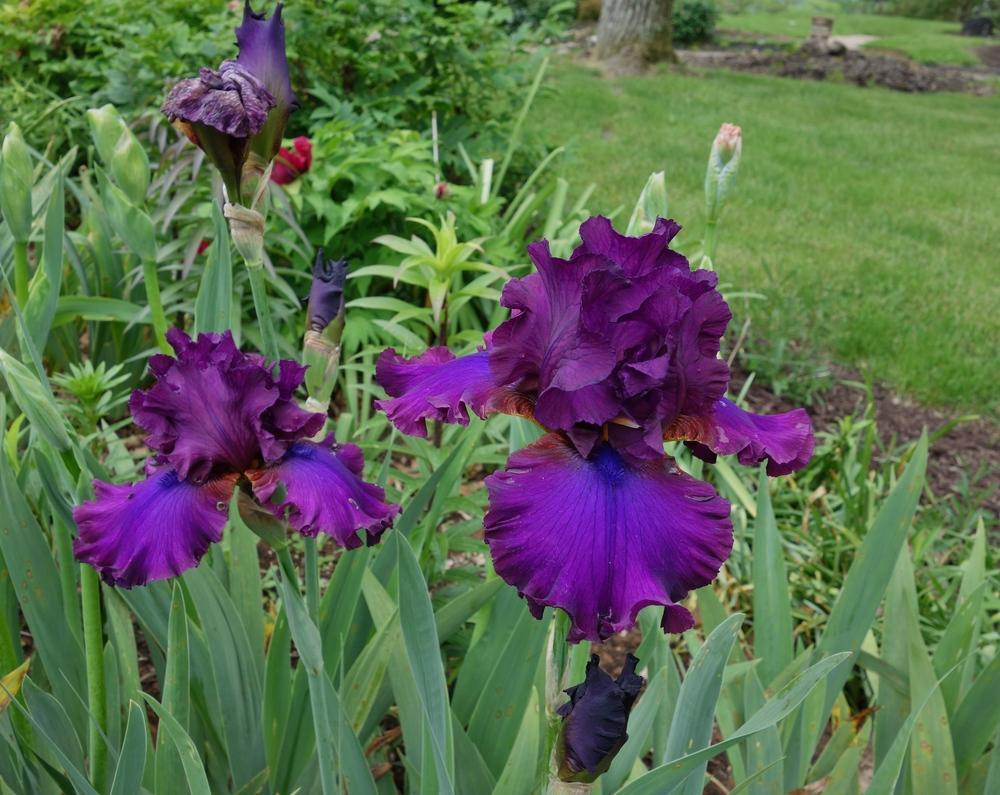 Photo of the bloom of Tall Bearded Iris (Iris 'I Feel Lucky') posted by ...
