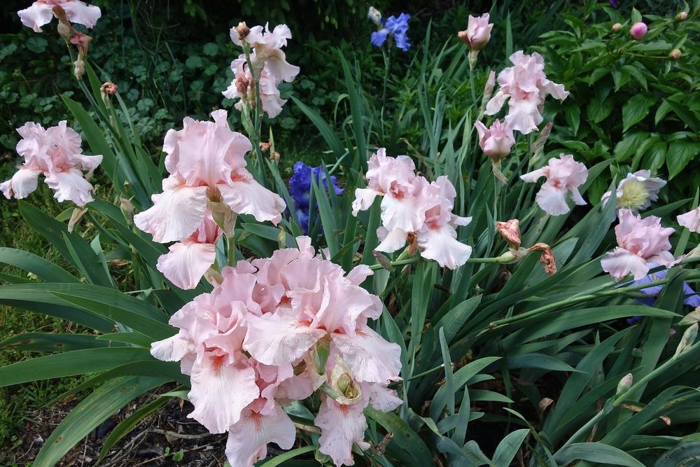Photo of the entire plant of Tall Bearded Iris (Iris 'Vanity') posted ...