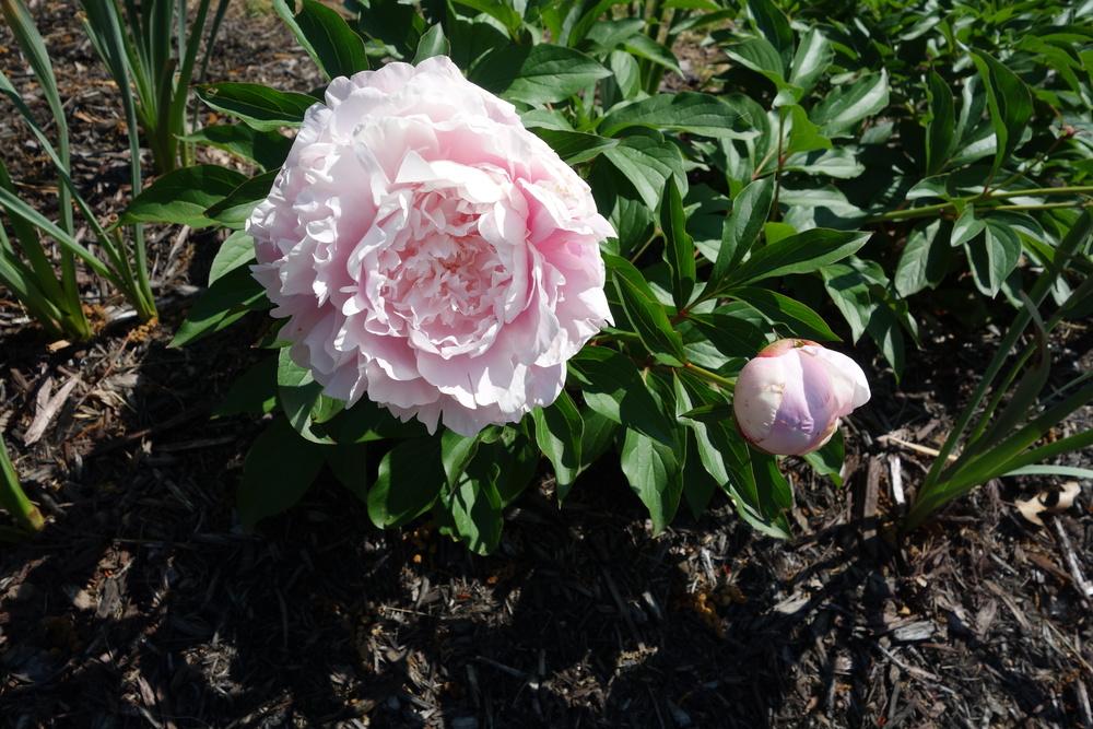 Garden Peony (Paeonia 'Nancy Nora') in the Peonies Database - Garden.org