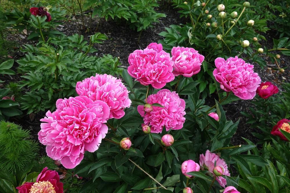 Peony (Paeonia 'Mammoth Rose') in the Peonies Database - Garden.org