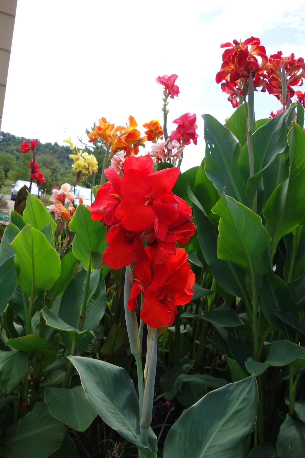 Canna 'Red President' in the Cannas Database - Garden.org