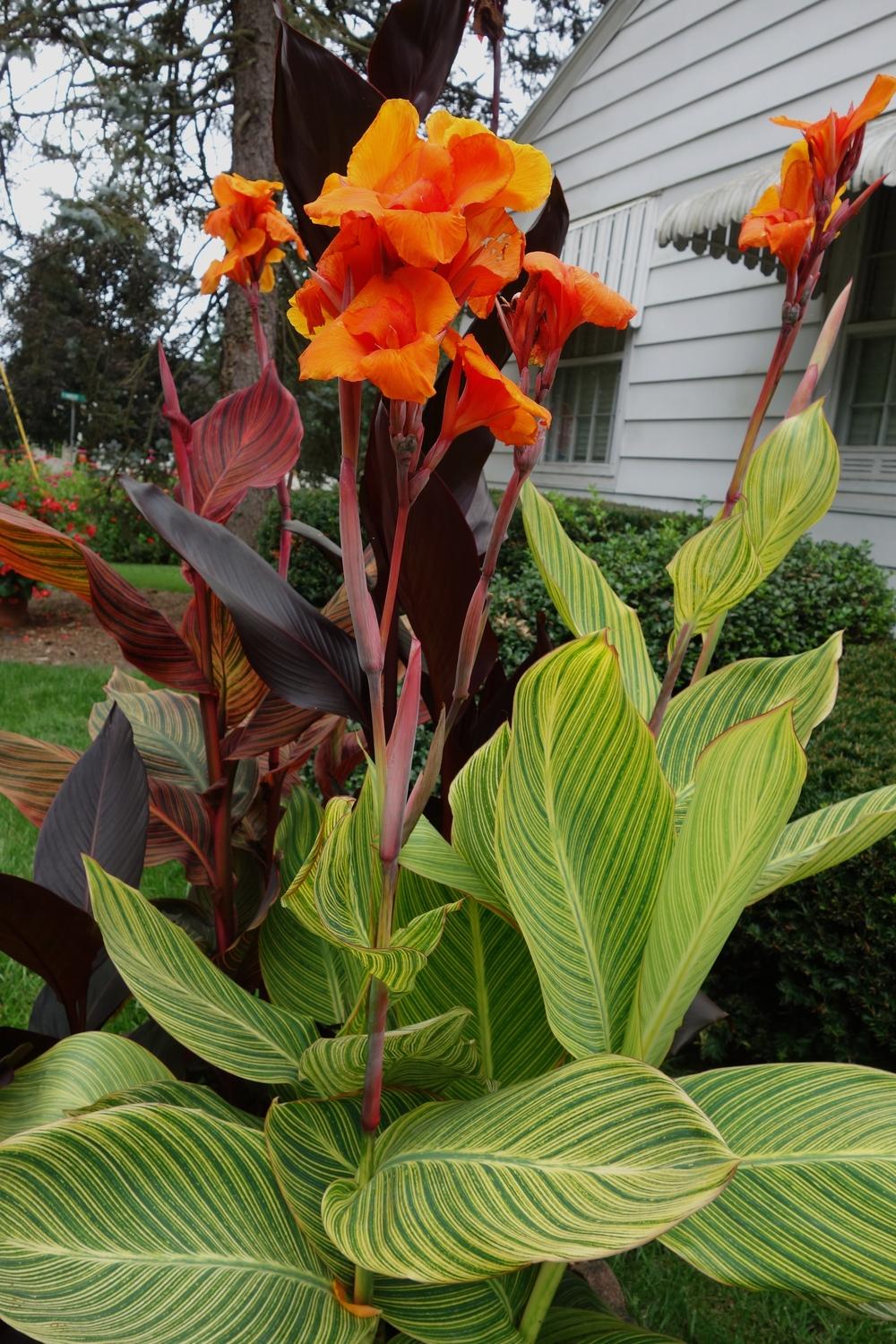Photo of the entire plant of Canna Lily (Canna 'Pretoria') posted by ...