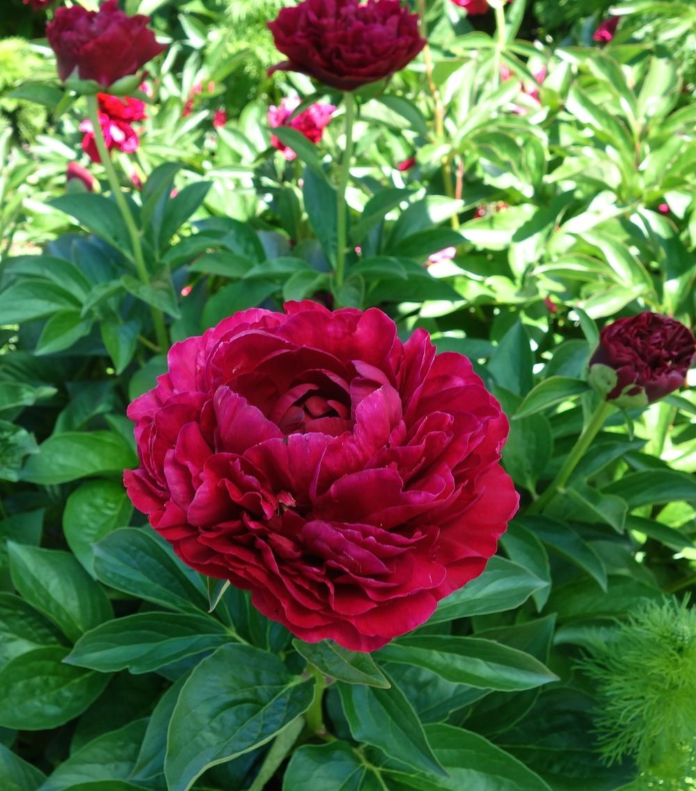 Photo of the bloom of Peony (Paeonia 'Old Faithful') posted by mantisOH ...