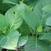 The Main Plant entry for Hydrangeas (Hydrangea) - Garden.org