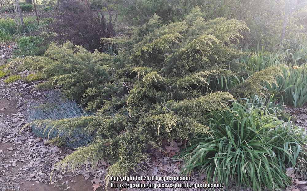 Pfitzer Juniper (Juniperus x pfitzeriana 'Gold Lace') - Garden.org