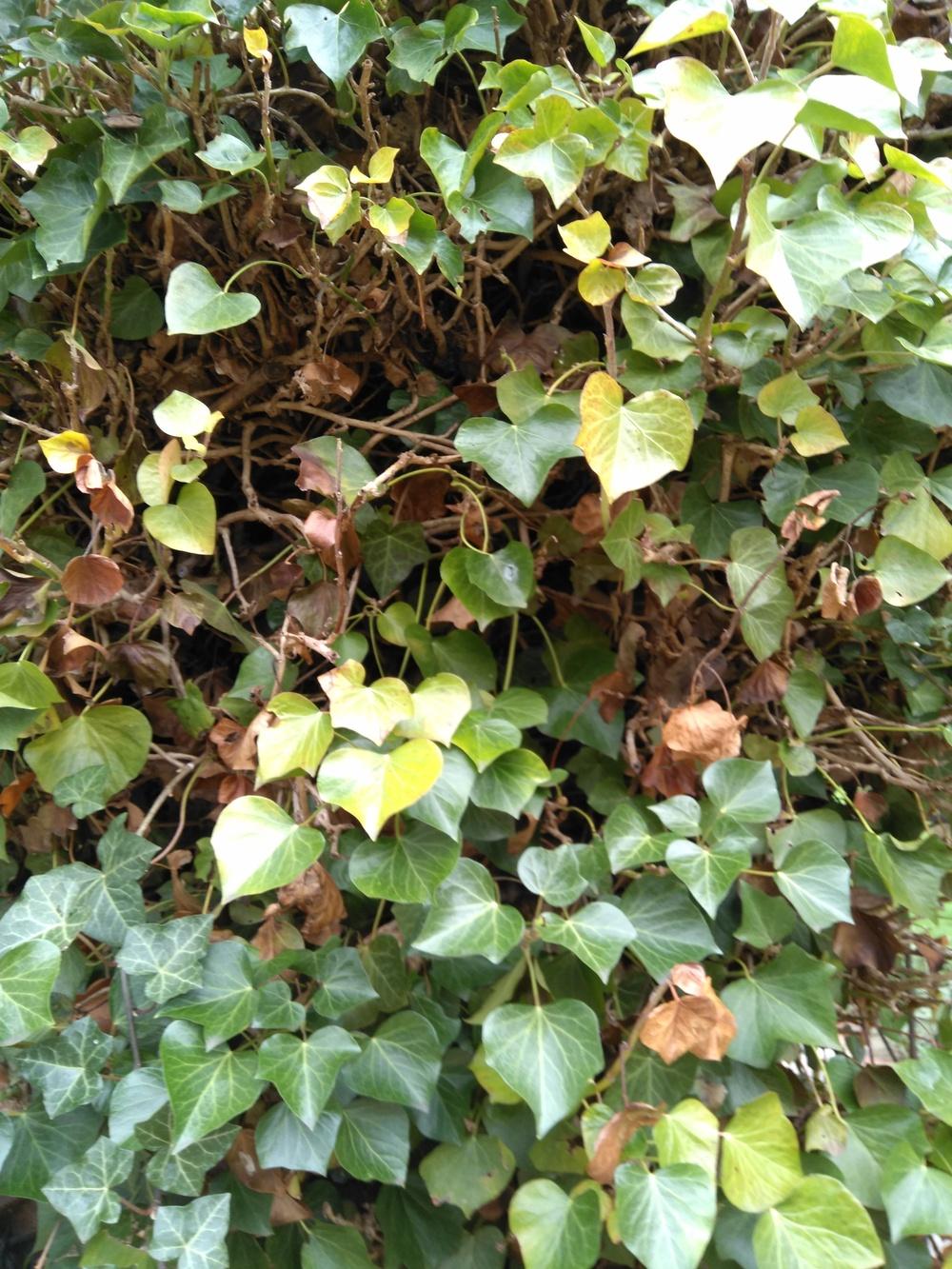 Ivy diseases in the Ask a Question forum - Garden.org