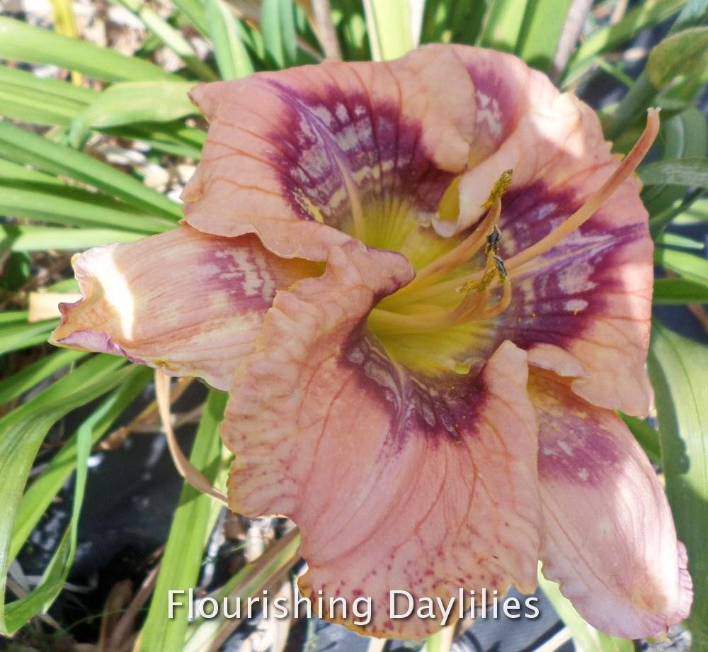 Daylily (Hemerocallis 'Delicious Complexity') in the Daylilies Database - Garden.org