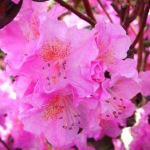 Rhododendron 'Midnight Ruby' in the Rhododendrons Database - Garden.org