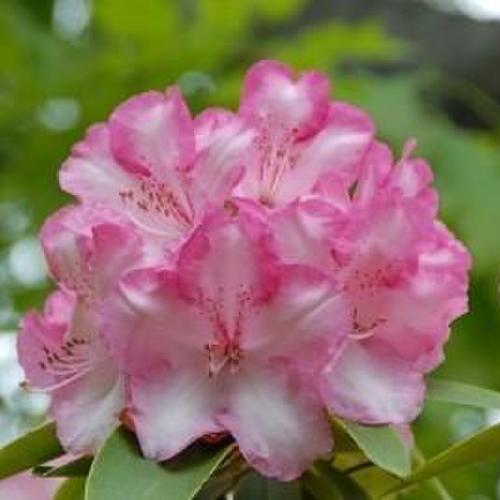 Rhododendron 'Pink Walloper' in the Rhododendrons Database - Garden.org