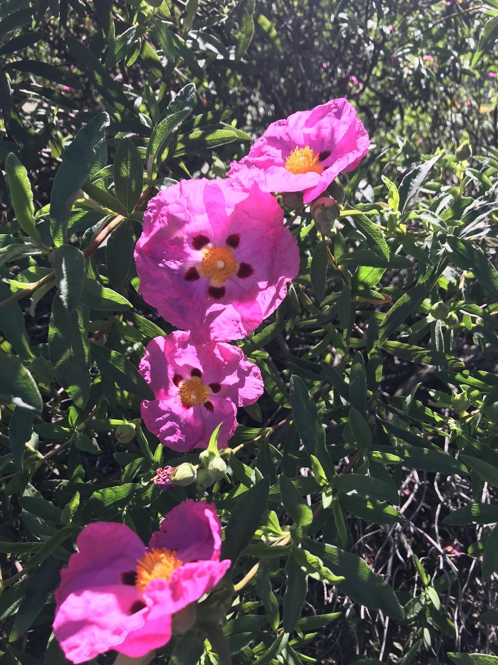 Orchid Rock Rose in the Plant ID forum - Garden.org