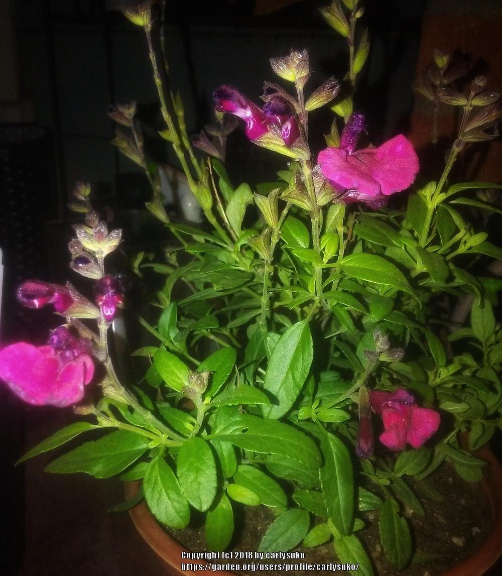 Photo of the entire plant of Autumn Sage (Salvia greggii Mirage™ Cherry ...