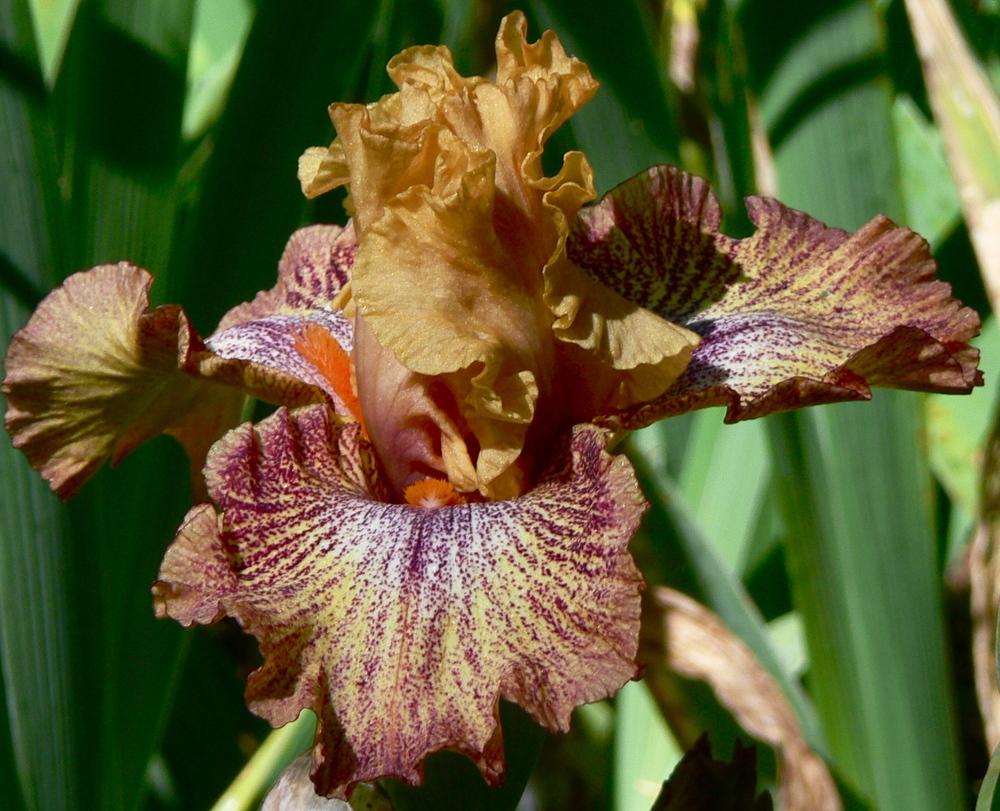 Tall Bearded Iris (Iris 'Apache Rose') in the Irises Database - Garden.org