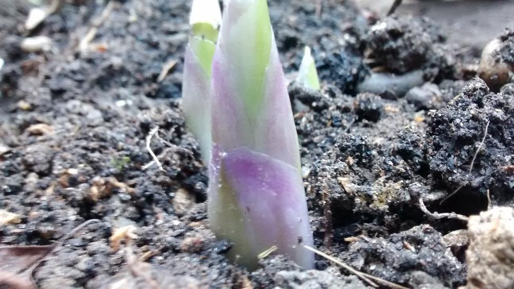 Unsure about these strange plant aliens in the Plant ID forum - Garden.org