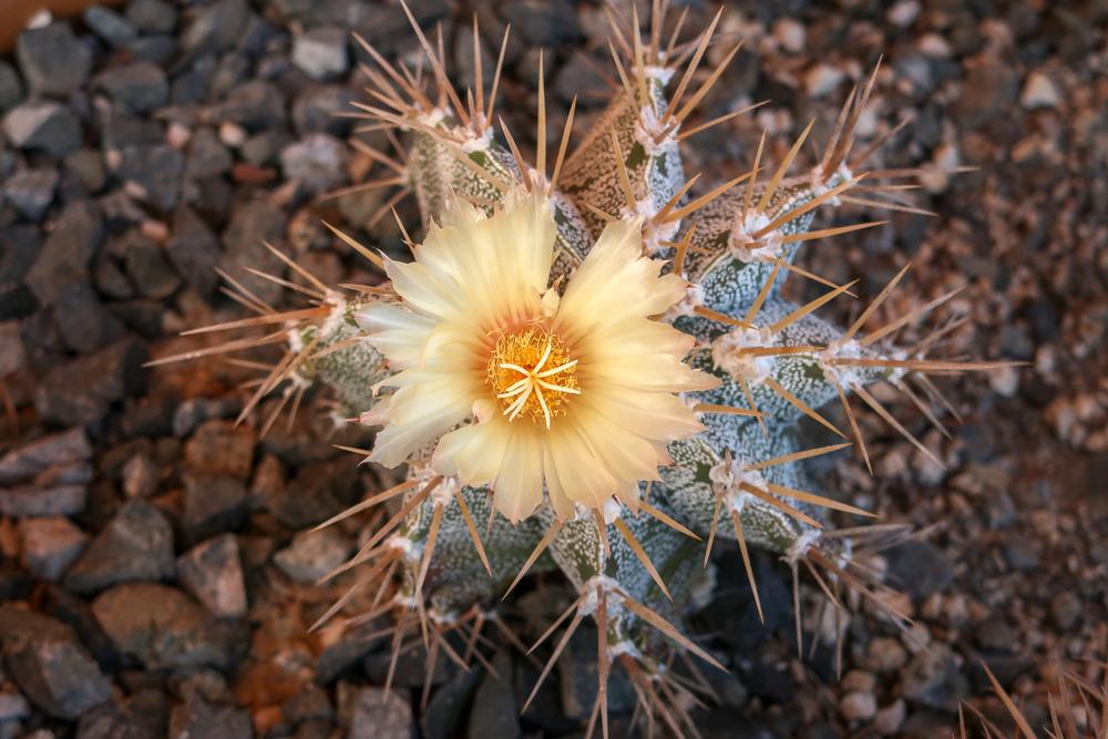 Photo of the bloom of Star Plant (Astrophytum ornatum) posted by Baja ...