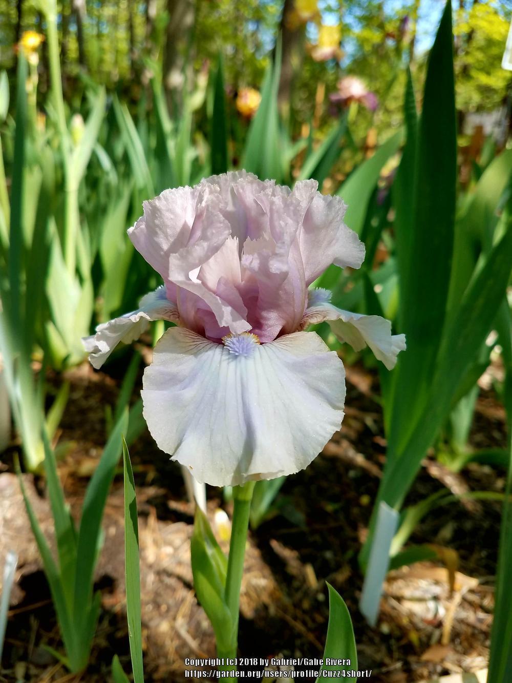 Intermediate Bearded Iris (Iris 'Londonderry') in the Irises Database ...