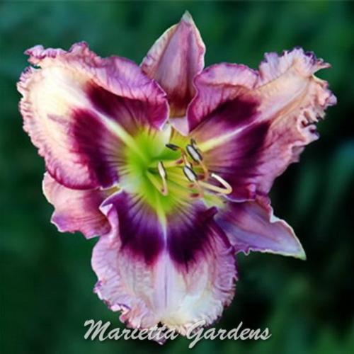 Daylily (Hemerocallis 'Eyes Fine') in the Daylilies Database - Garden.org