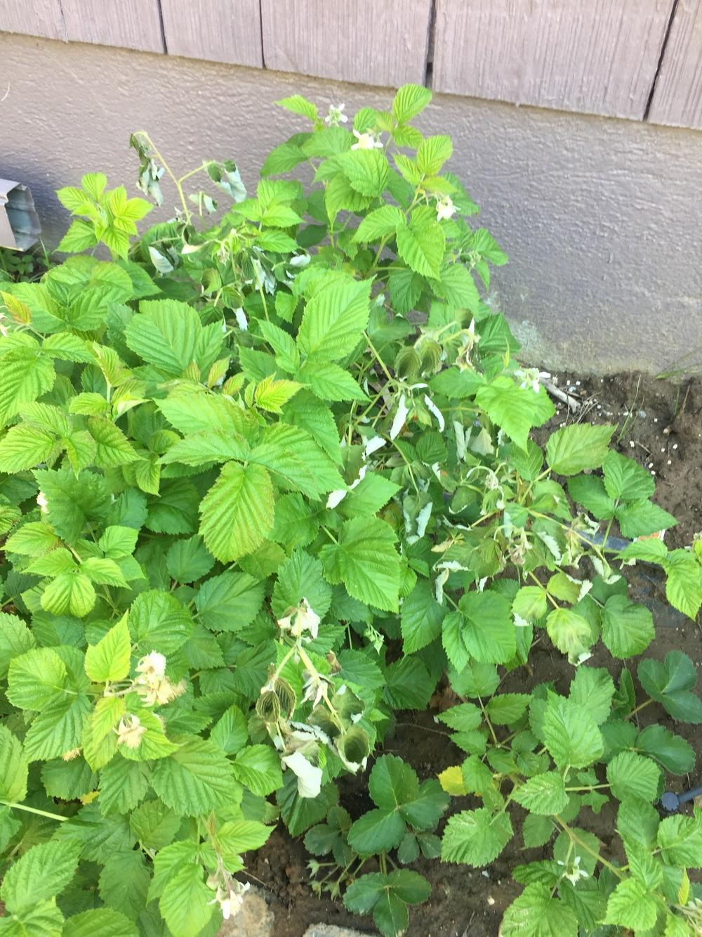 Leaf curl with raspberries in the Vegetables and Fruit forum - Garden.org