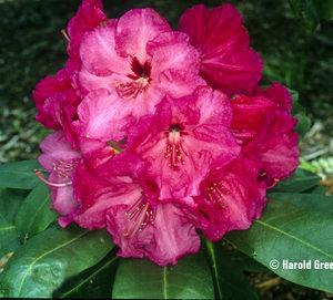 Rhododendron 'Gentle Giant' in the Rhododendrons Database - Garden.org