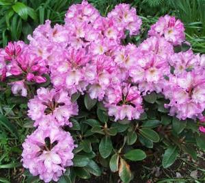 Rhododendron 'Lavender Princess' in the Rhododendrons Database - Garden.org