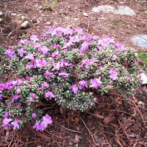 Photo of the entire plant of Dwarf Rhododendron (Rhododendron impeditum ...