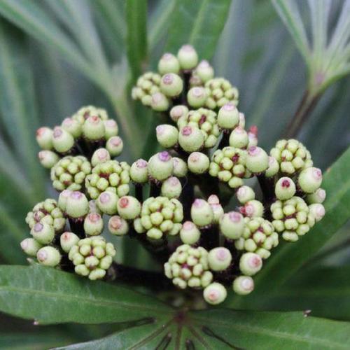 Miagos Bush (Osmoxylon lineare) - Garden.org