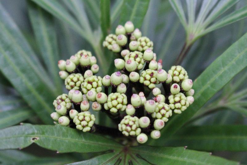 Miagos Bush (Osmoxylon lineare) - Garden.org