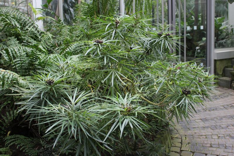 Photo of the entire plant of Miagos Bush (Osmoxylon lineare) posted by ...