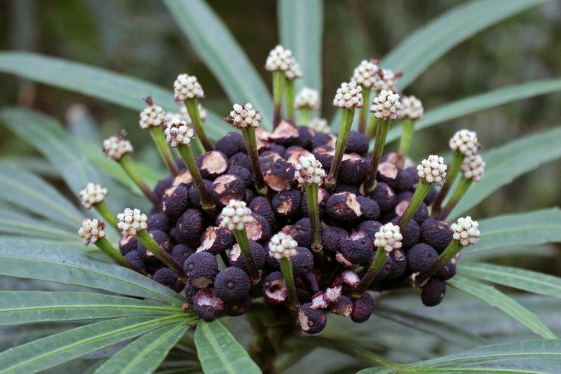 Miagos Bush (Osmoxylon lineare) - Garden.org