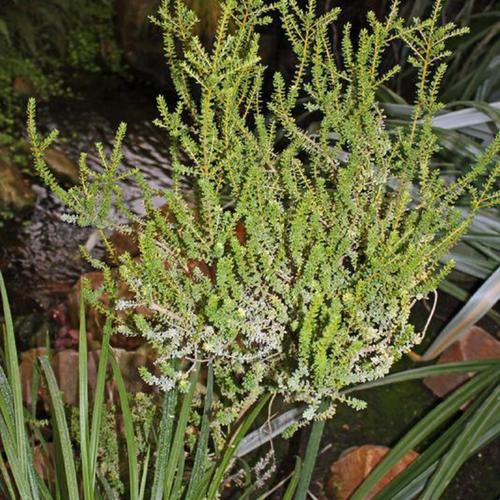 Hard-Leaved Tree Daisy (Olearia nummularifolia) - Garden.org