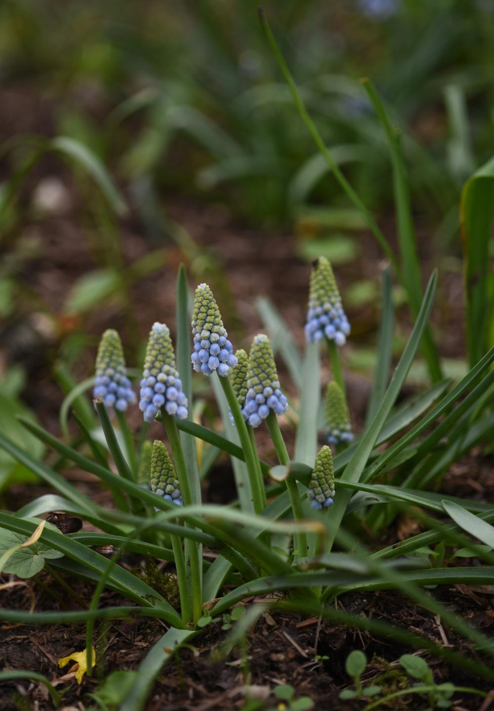 Grape hyacinth (Muscari armeniacum 'Manon') in the Grape Hyacinths ...