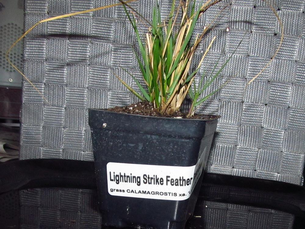 Feather Reed Grass (Calamagrostis 'Lightning Strike') - Garden.org