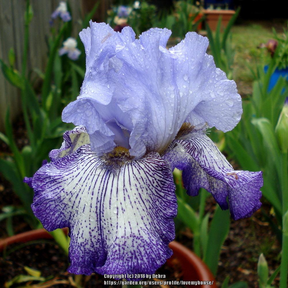 Tall Bearded Iris (Iris 'Enchanted Mesa') in the Irises Database ...