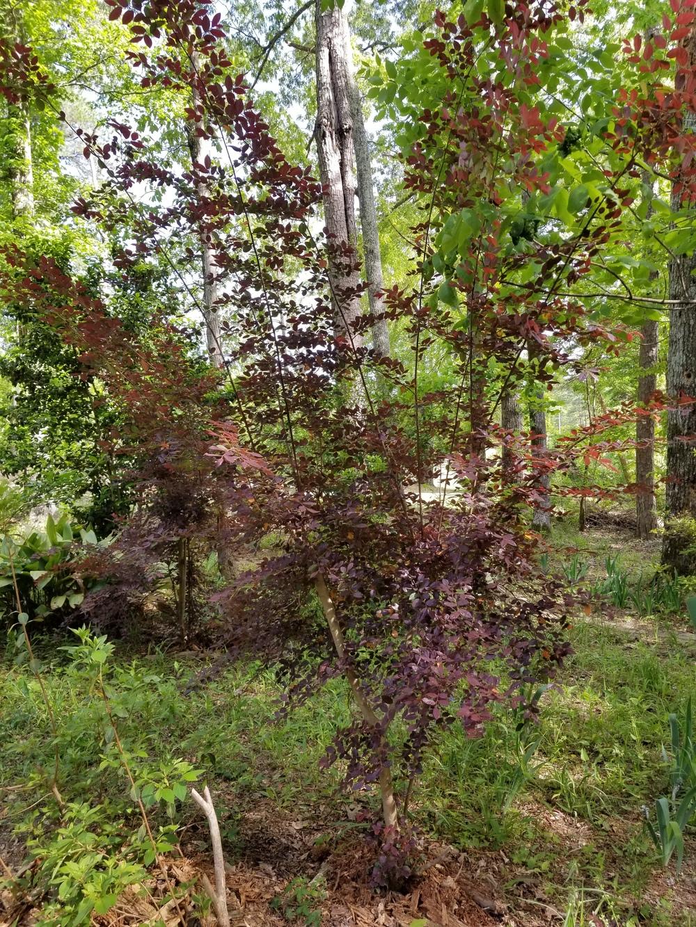 purple shurb in the Plant ID forum - Garden.org