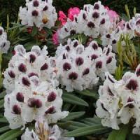 Photo of the entire plant of Rhododendron 'Sappho' posted by Joy ...