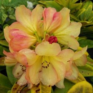 Rhododendron 'Golden Ruby' in the Rhododendrons Database - Garden.org
