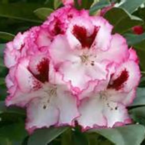 Rhododendron 'Cherry Cheesecake' in the Rhododendrons Database - Garden.org