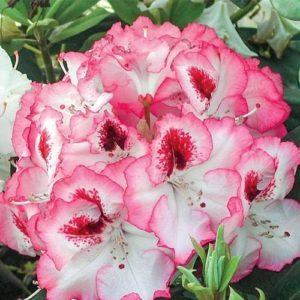 Rhododendron 'Cherry Cheesecake' in the Rhododendrons Database - Garden.org