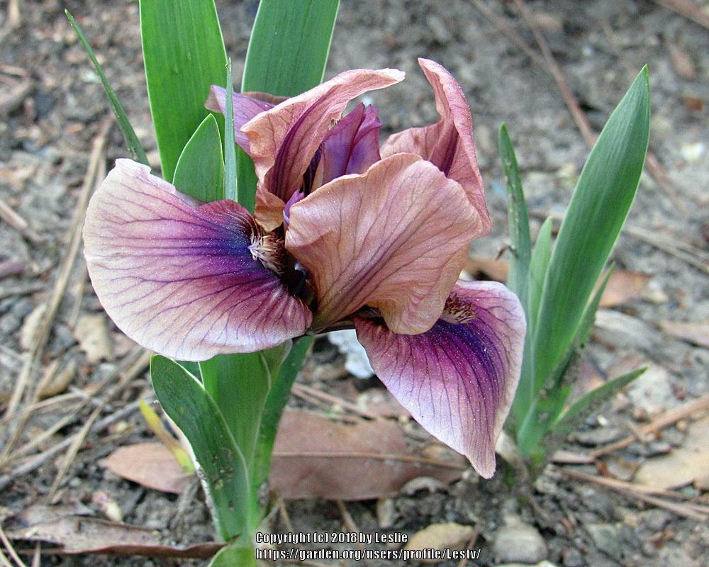 Photo of the bloom of Standard Dwarf Bearded Iris (Iris 'Ruby Lines ...