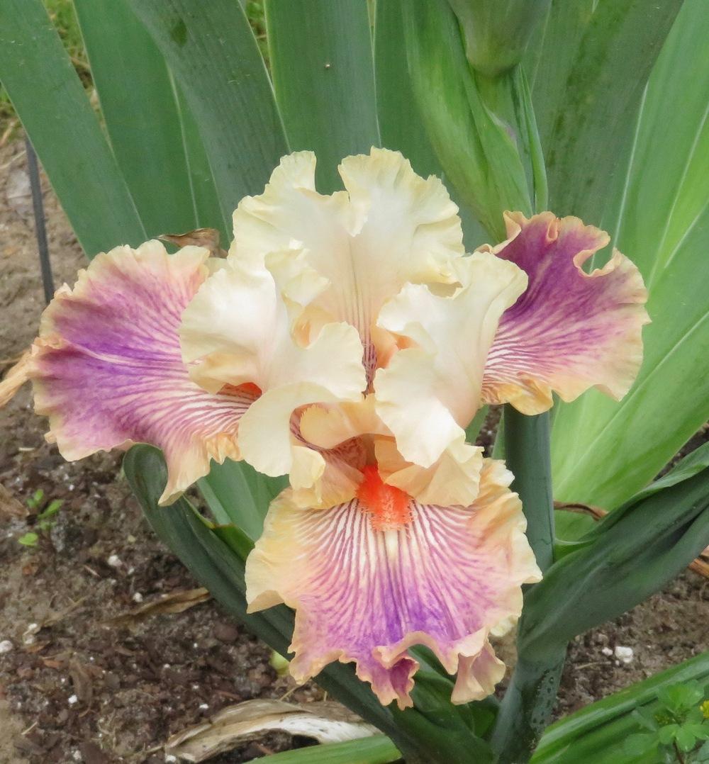 Tall Bearded Iris (Iris 'Carnival of Color') in the Irises Database ...