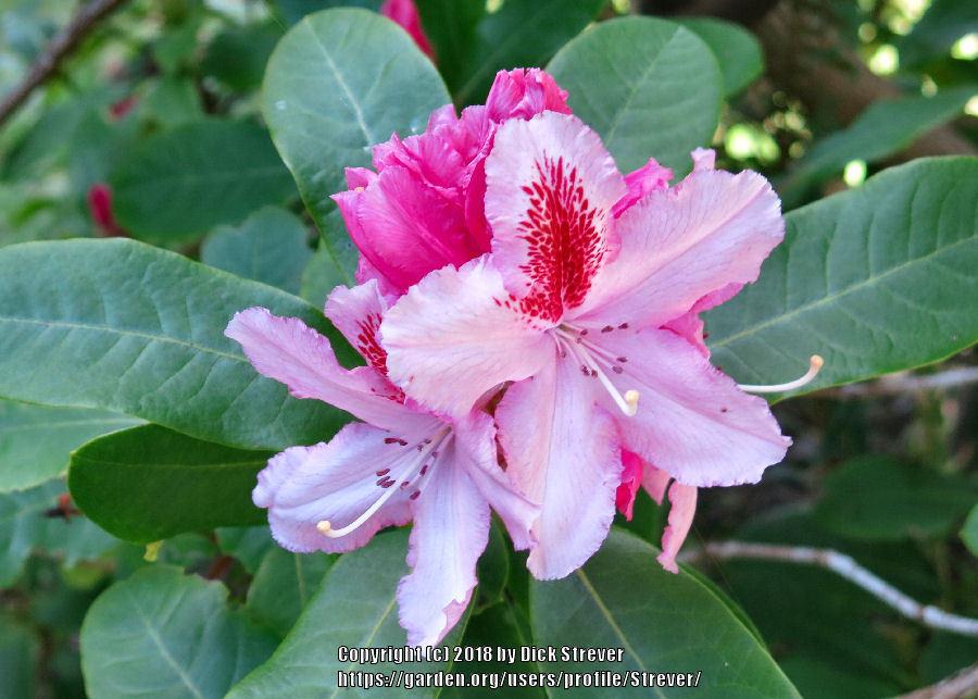 Rhododendrons: Plant Care and Collection of Varieties - Garden.org