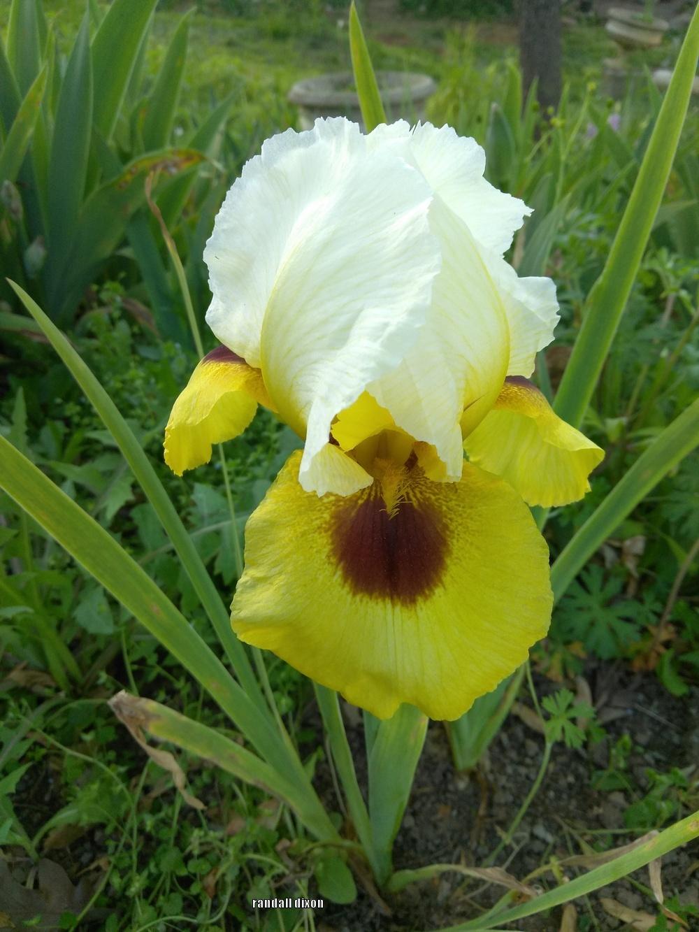 2018 iris crosses in the Irises forum - Garden.org