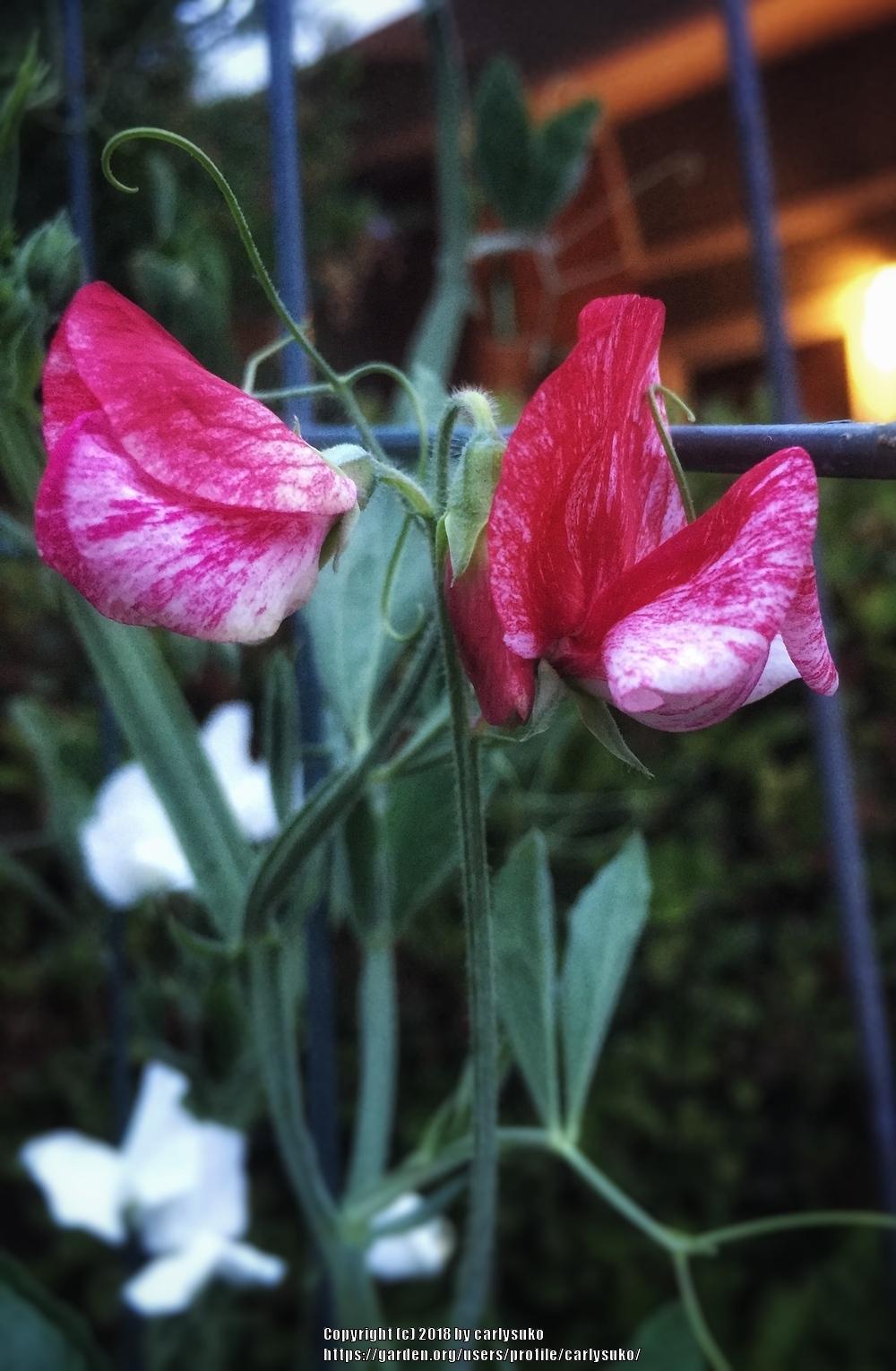 Sweet Pea (Lathyrus odoratus 'America') - Garden.org