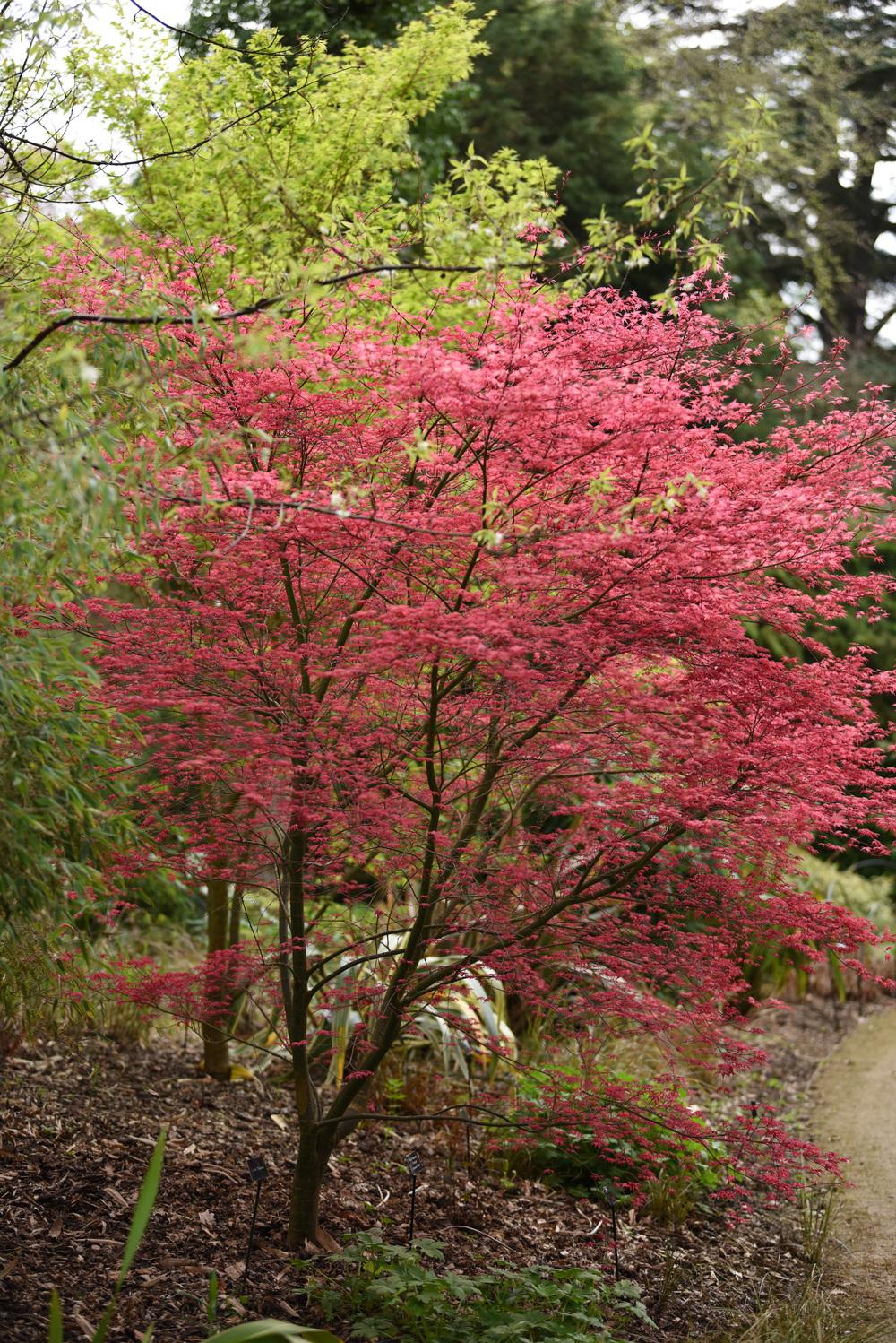 Photo of the entire plant of Japanese Maple (Acer palmatum 'Deshojo ...