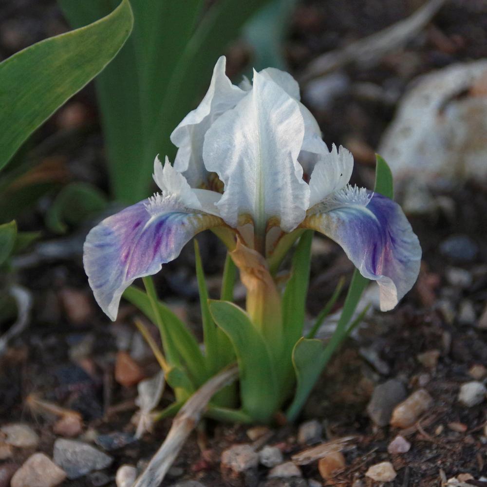Miniature Dwarf Bearded Iris (Iris 'Alpine Lake') in the Irises ...