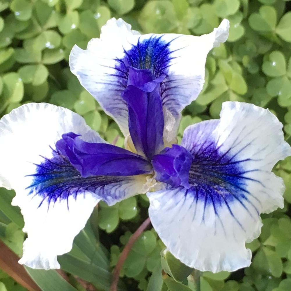 Pacific Coast Iris (Iris 'California Born') in the Irises Database ...