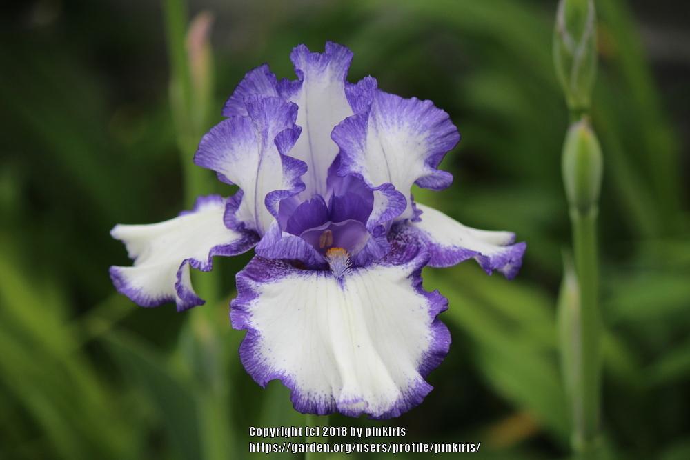 Photo of the bloom of Tall Bearded Iris (Iris 'Classic Look') posted by ...