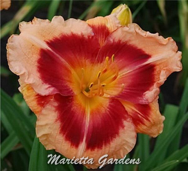 Daylily (Hemerocallis 'Raspberry Explosion') in the Daylilies Database ...