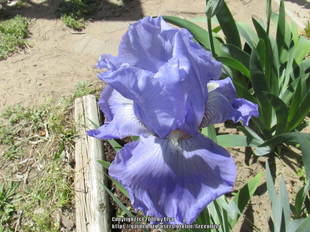 Photo of the bloom of Tall Bearded Iris (Iris 'Babbling Brook') posted by GreenIris - Garden.org