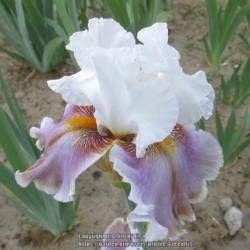 Tall Bearded Iris (Iris 'Hello Beautiful') in the Irises Database ...